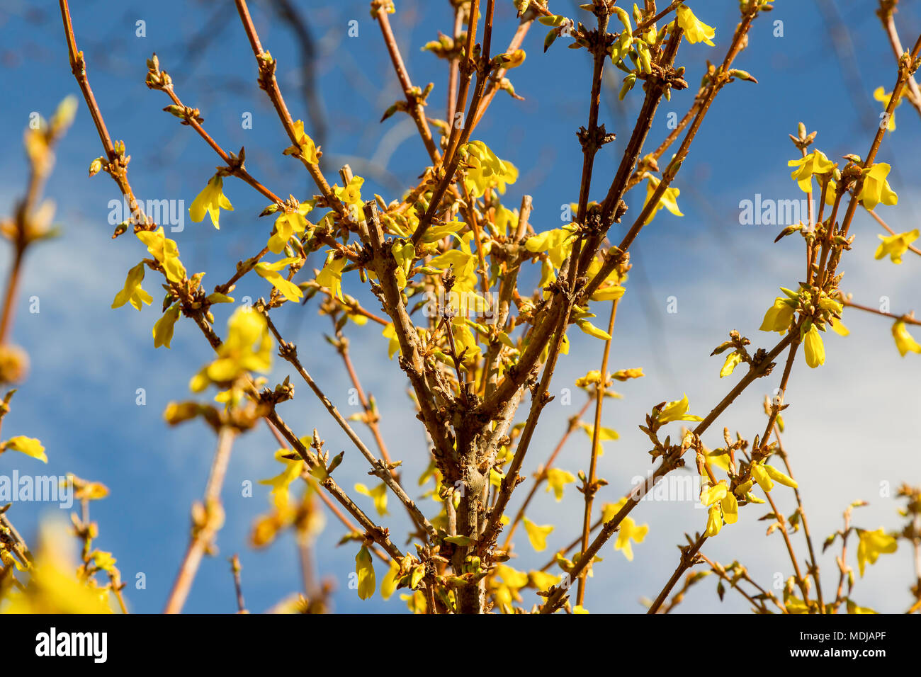 Forsythia color hi-res stock photography and images - Alamy