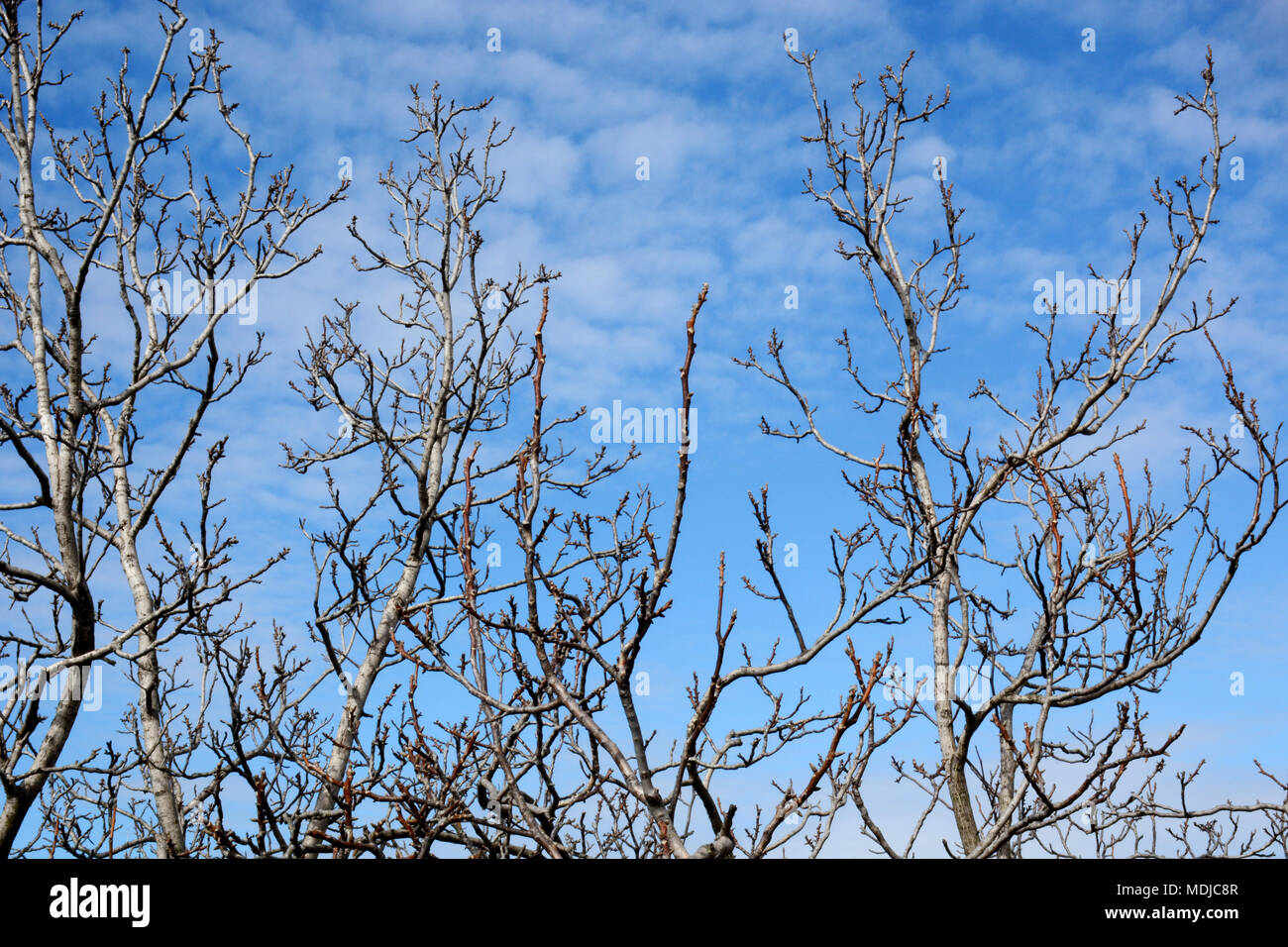 Old leafless tree branches isolated on sky background, Juglans branches. Juglans branches on the ...