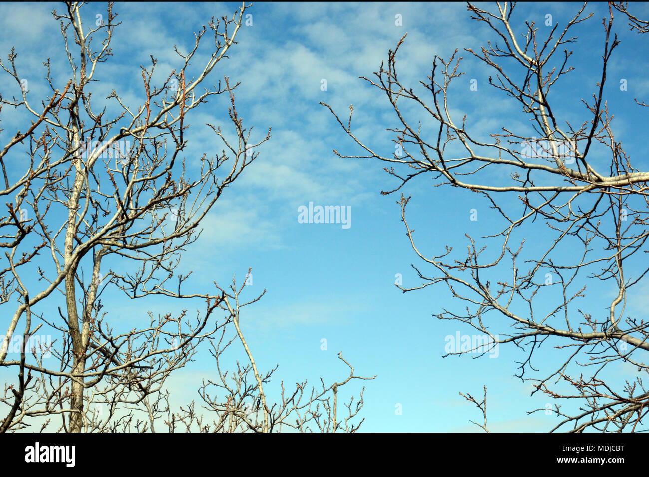 Old leafless tree branches isolated on sky background, Juglans branches ...