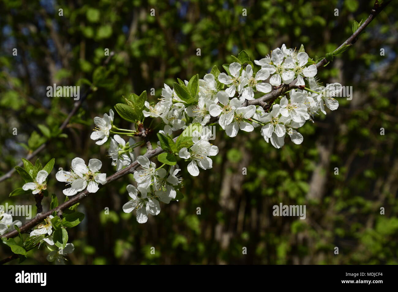 Flowering plum garden. Farm garden in spring Stock Photo - Alamy