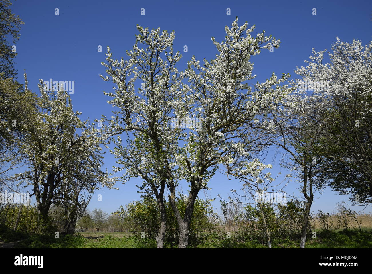 Flowering plum garden. Farm garden in spring Stock Photo - Alamy