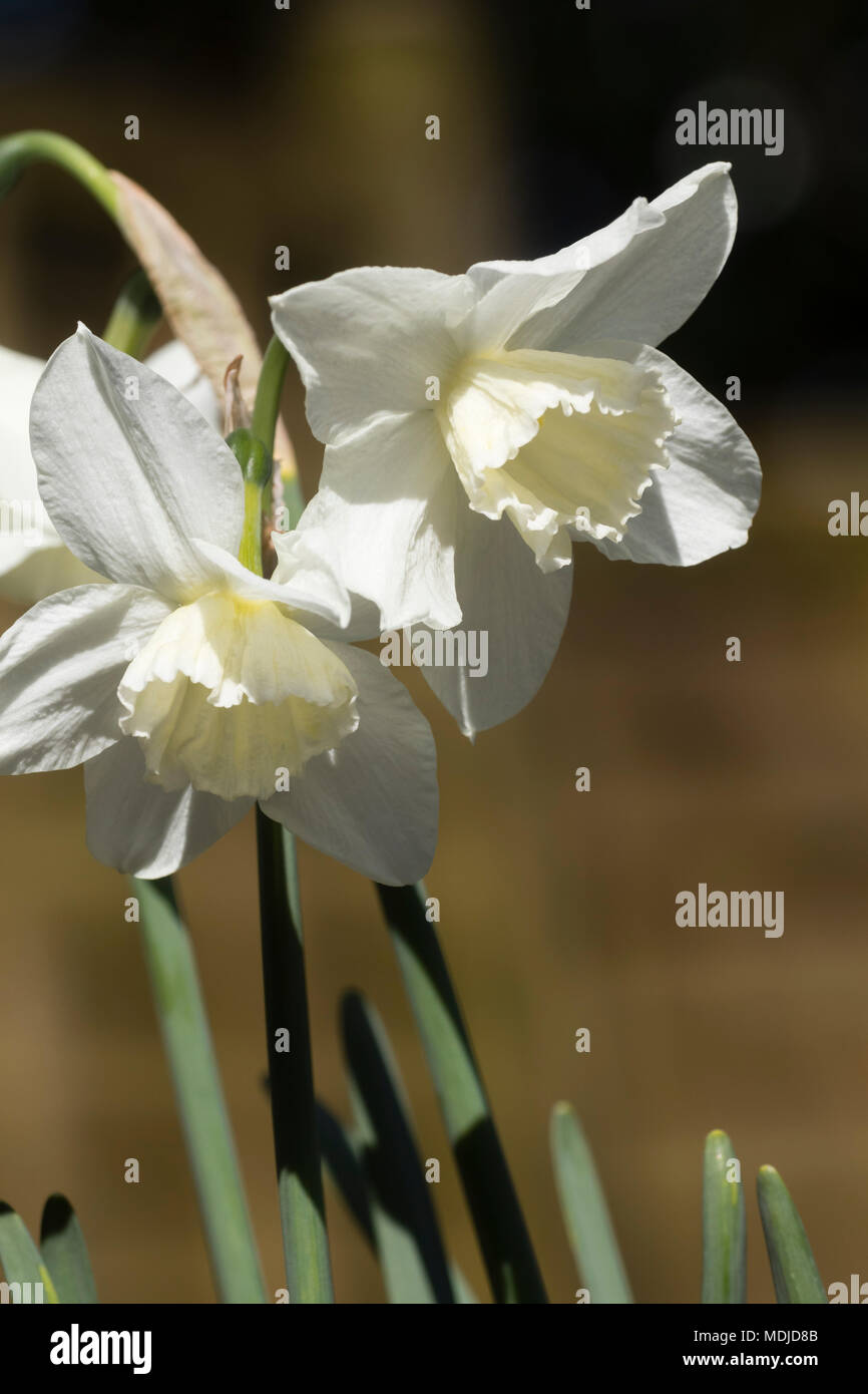 White trumpets of the multi headed pre 1930 heritage daffodil Narcissus ...
