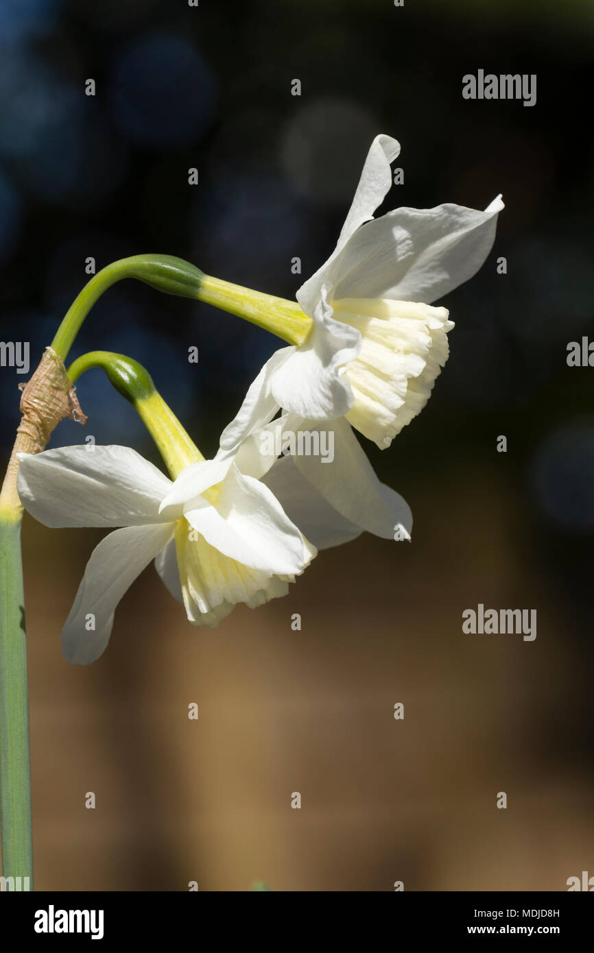 White trumpets of the multi headed pre 1930 heritage daffodil Narcissus ...