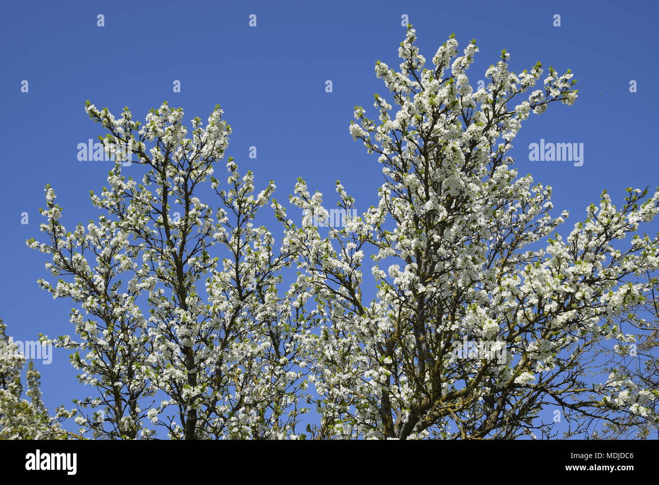 Flowering plum garden. Farm garden in spring Stock Photo - Alamy