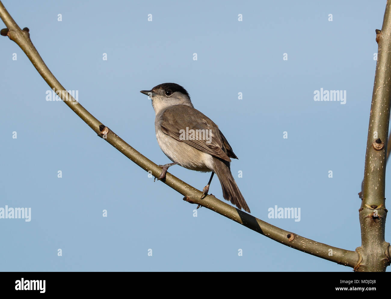 Blackcap Bird High Resolution Stock Photography and Images - Alamy