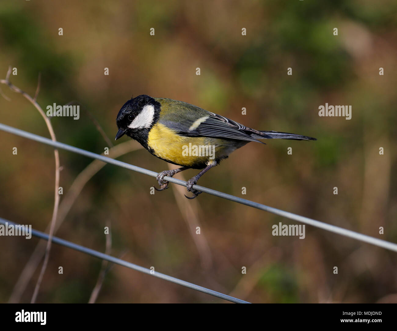 Great Tit (Parus major Stock Photo - Alamy