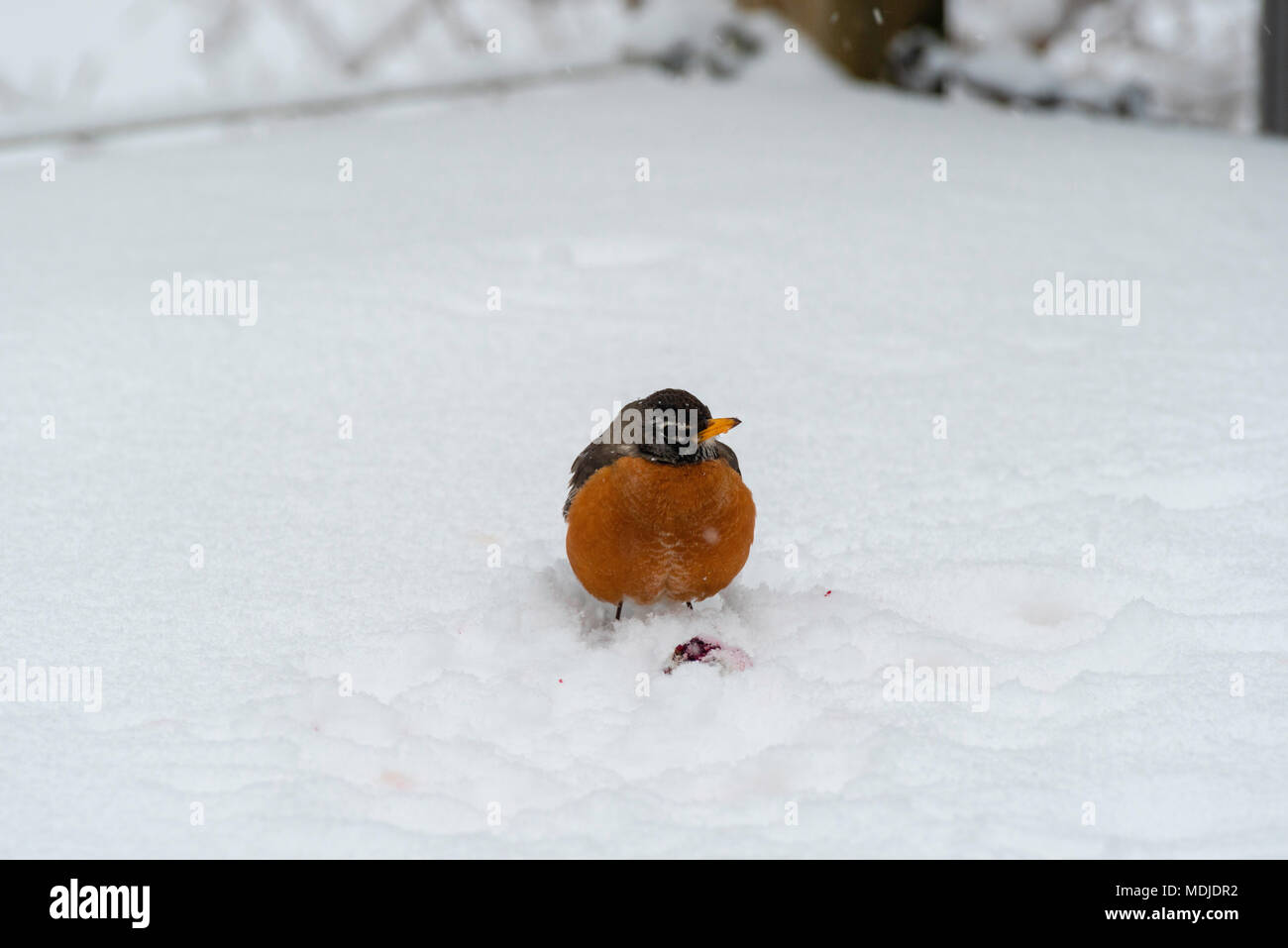 A robin resists winter conditions, trying to stay warm. Fitchburg ...