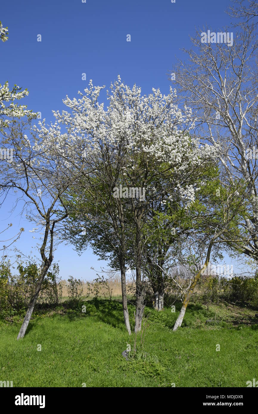 Flowering plum garden. Farm garden in spring Stock Photo - Alamy