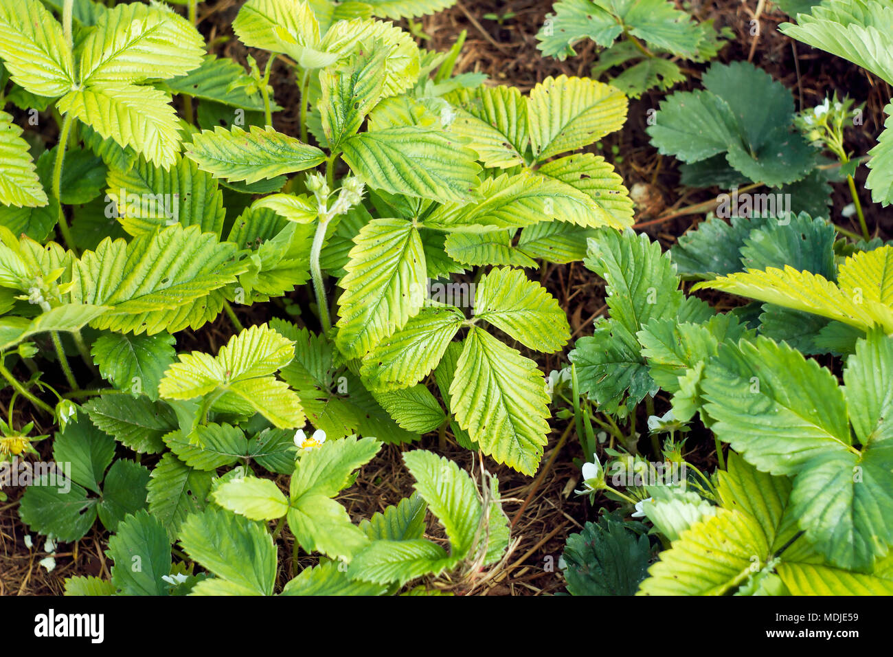 Strawberry leaves before bloom Stock Photo - Alamy