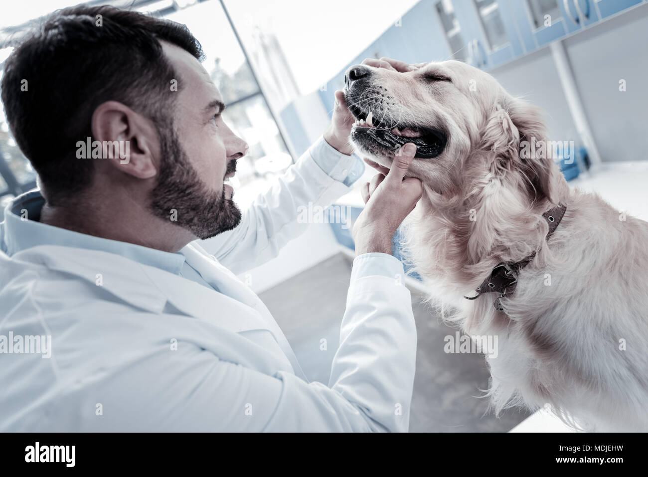 Professional smart man checking dogs health Stock Photo - Alamy