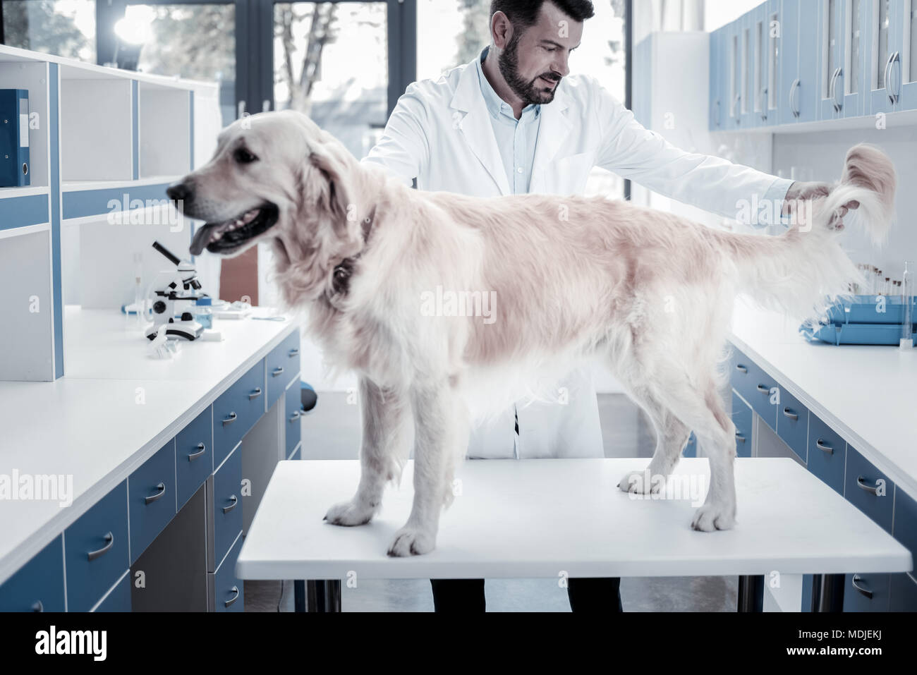Handsome doctor veterinarian holding hi-res stock photography and ...