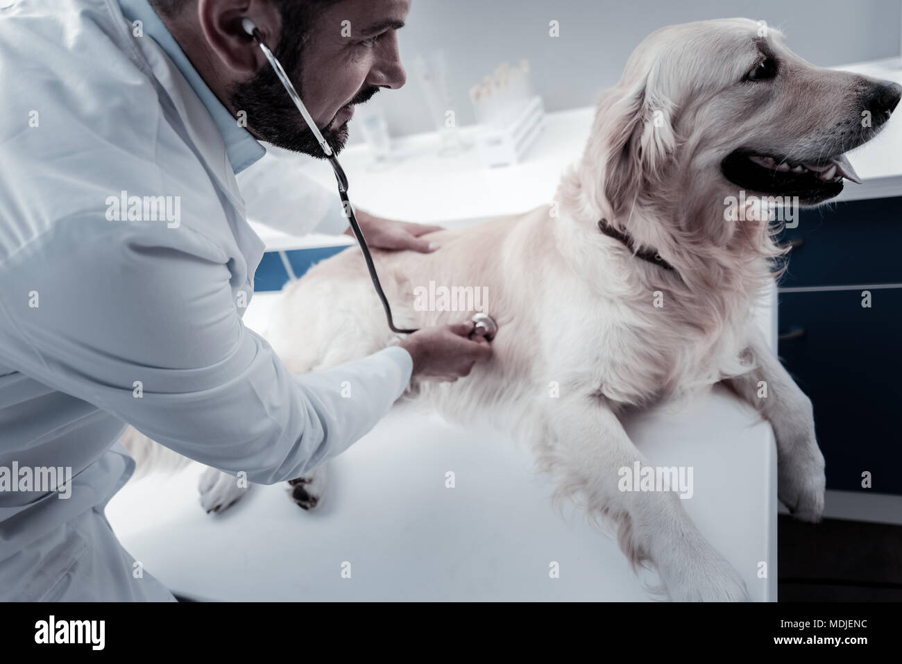 Checking dogs hi-res stock photography and images - Alamy