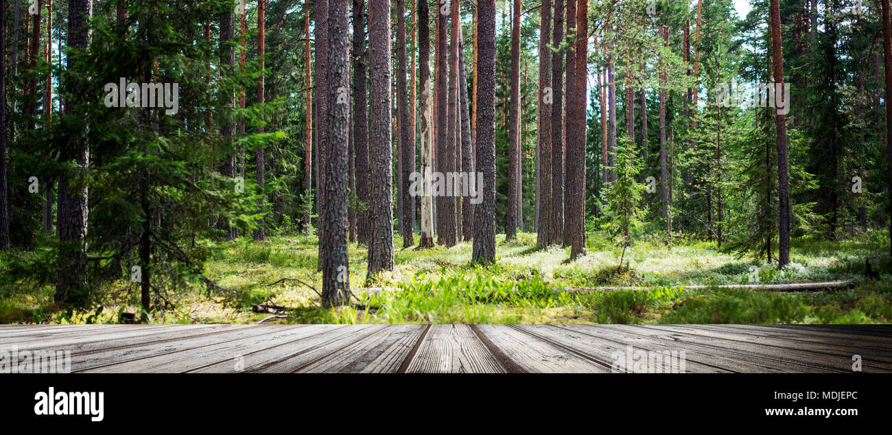 Wild trees in forest Stock Photo - Alamy