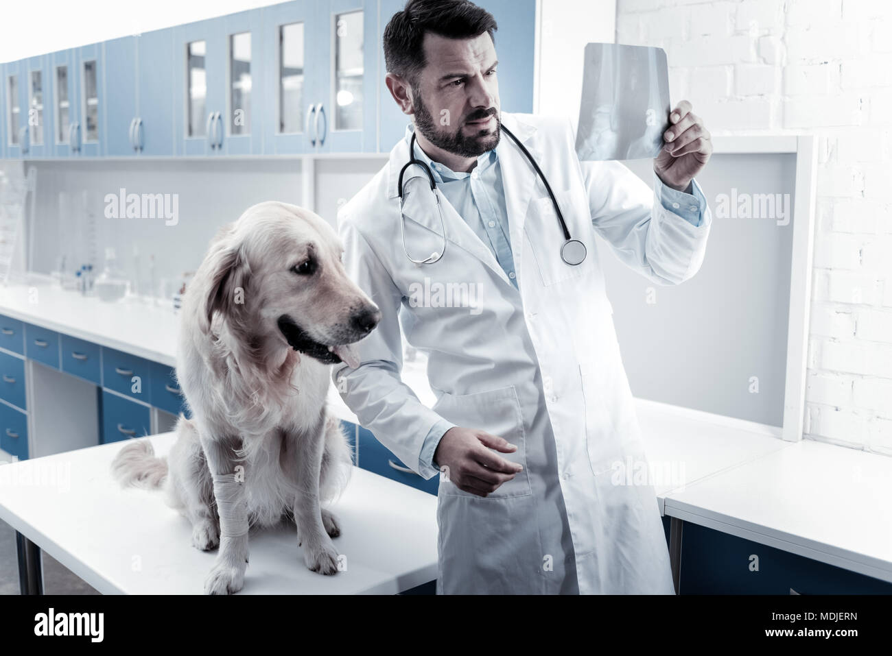 Serious smart doctor looking at the X ray image Stock Photo - Alamy