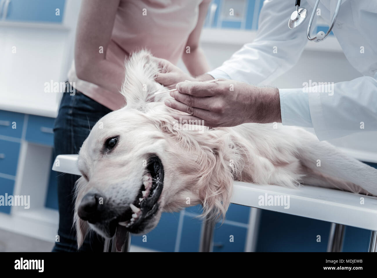 Nice cute dog lying on the table Stock Photo - Alamy