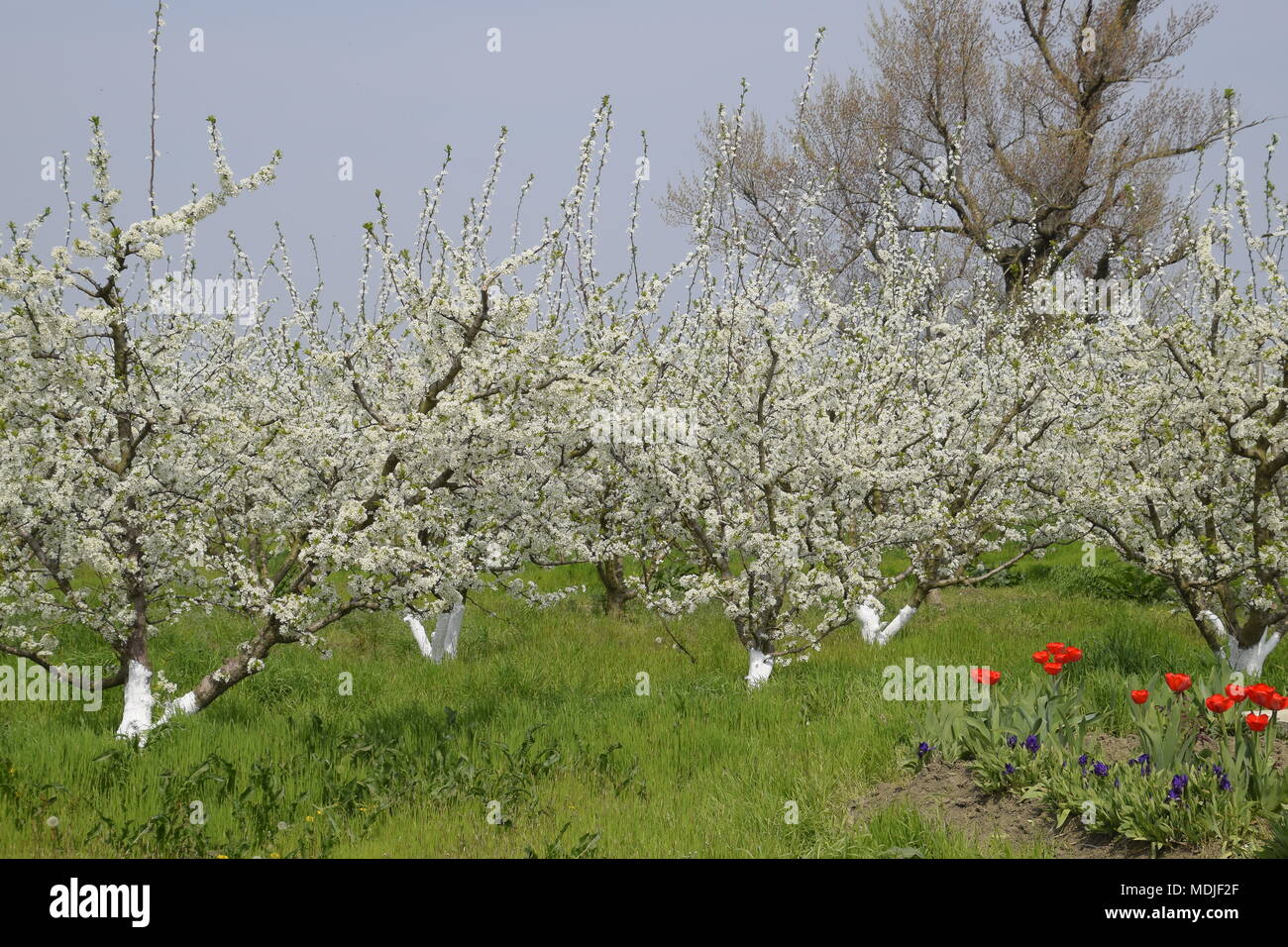 Flowering plum garden. Farm garden in spring Stock Photo - Alamy