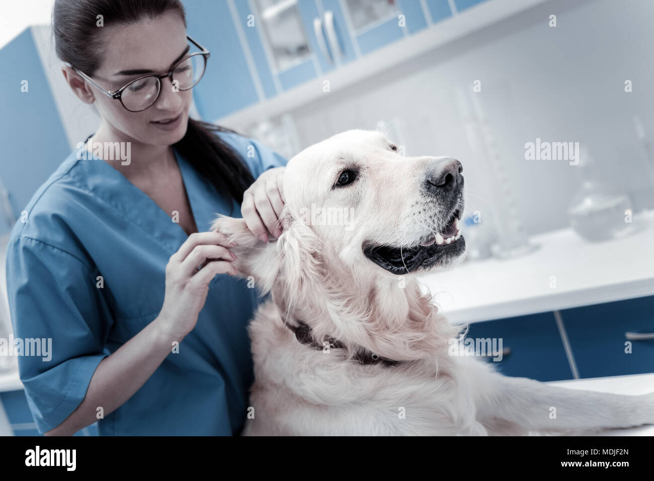 Nice young woman caring about the dog Stock Photo - Alamy