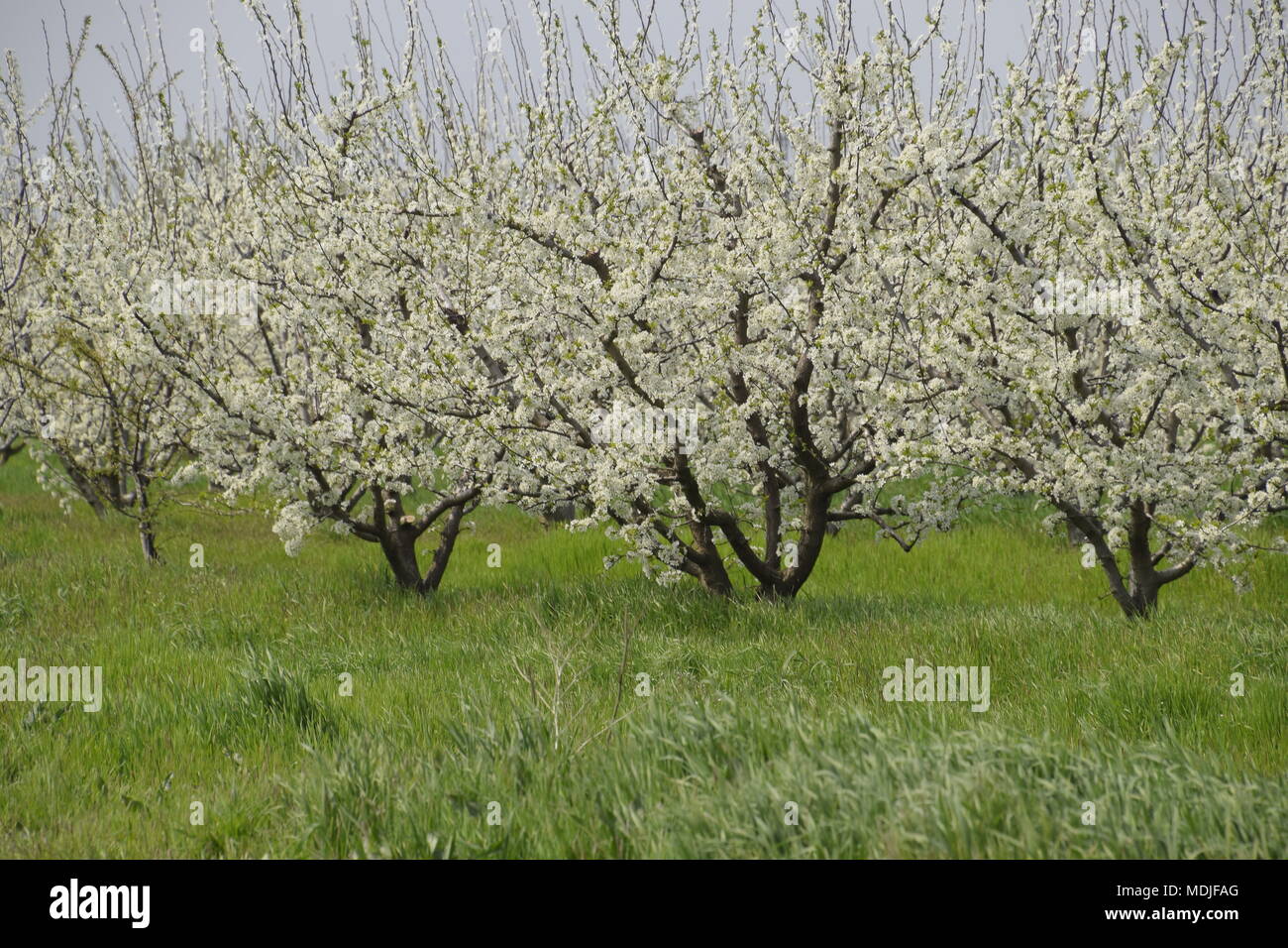 Flowering plum garden. Farm garden in spring Stock Photo - Alamy