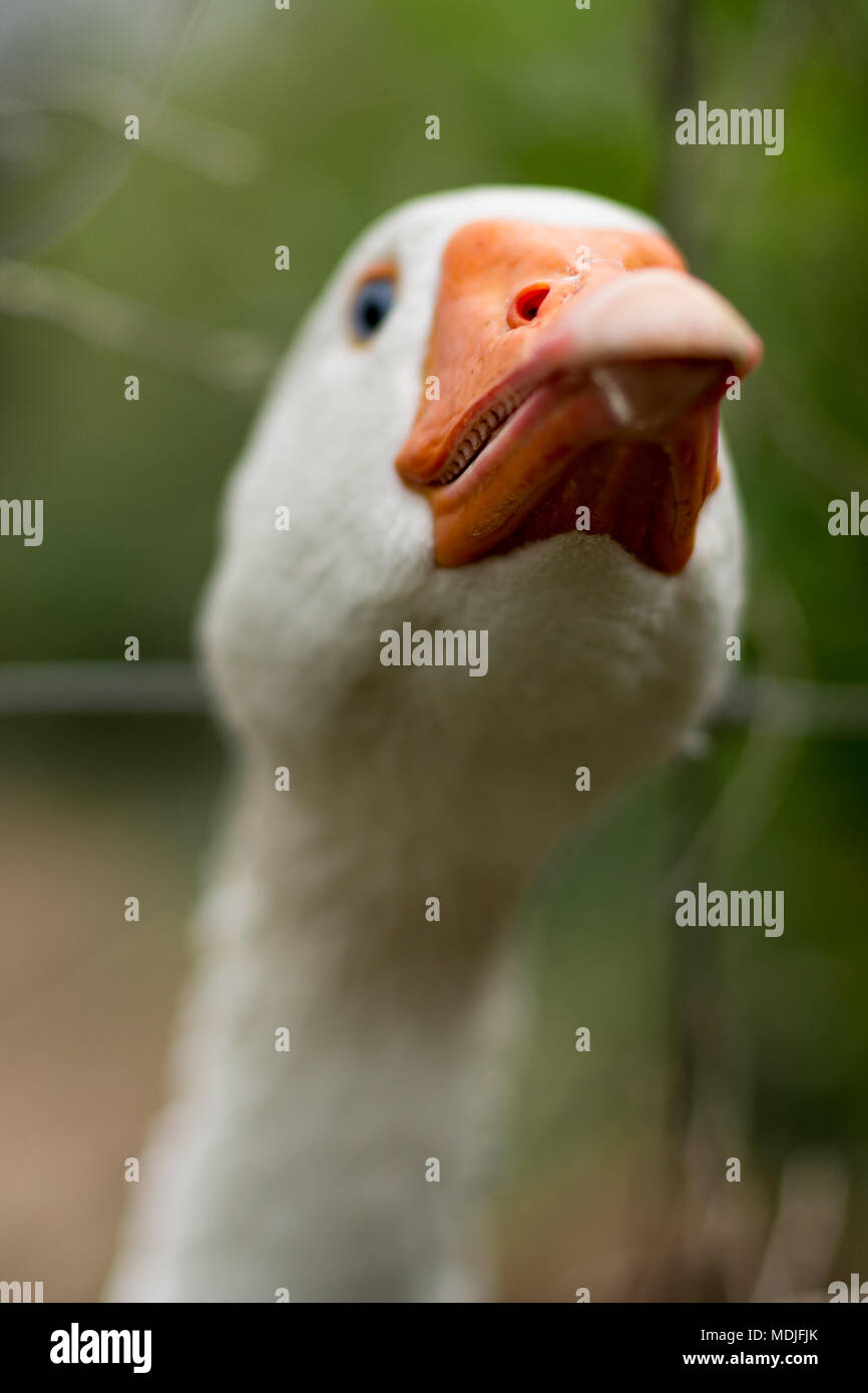 geese in various poses! Stock Photo - Alamy