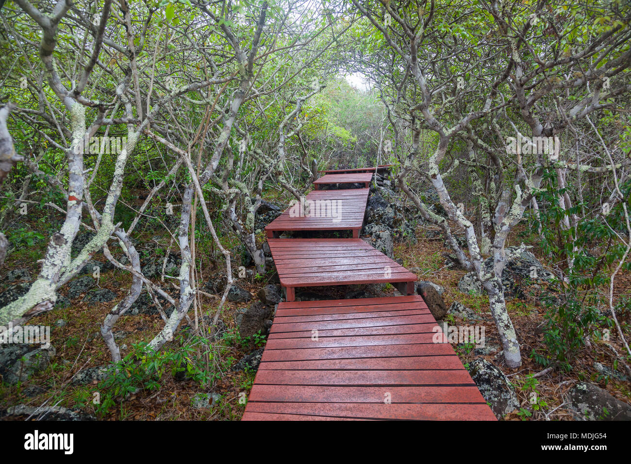 Wooden path for tourists in downtown turtle reproduction Isla San ...