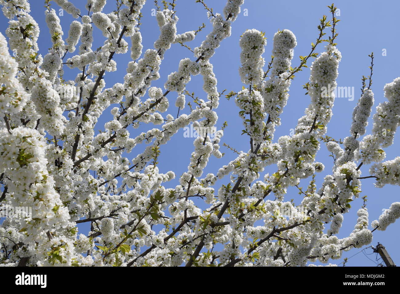 Prunus avium Flowering cherry. Cherry flowers on a tree branch Stock ...