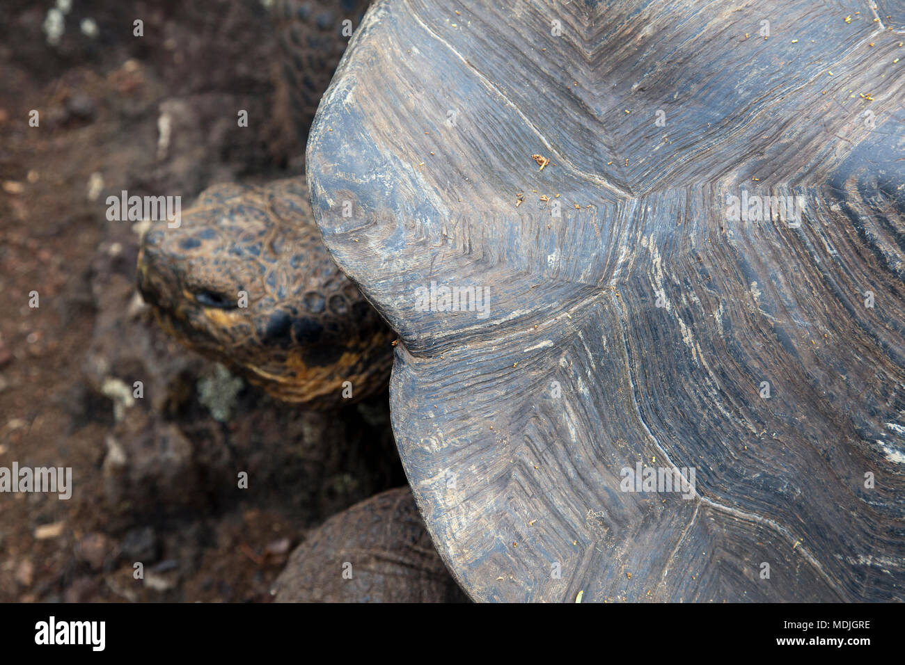 The shell of an adult Galapagos turtle Stock Photo - Alamy