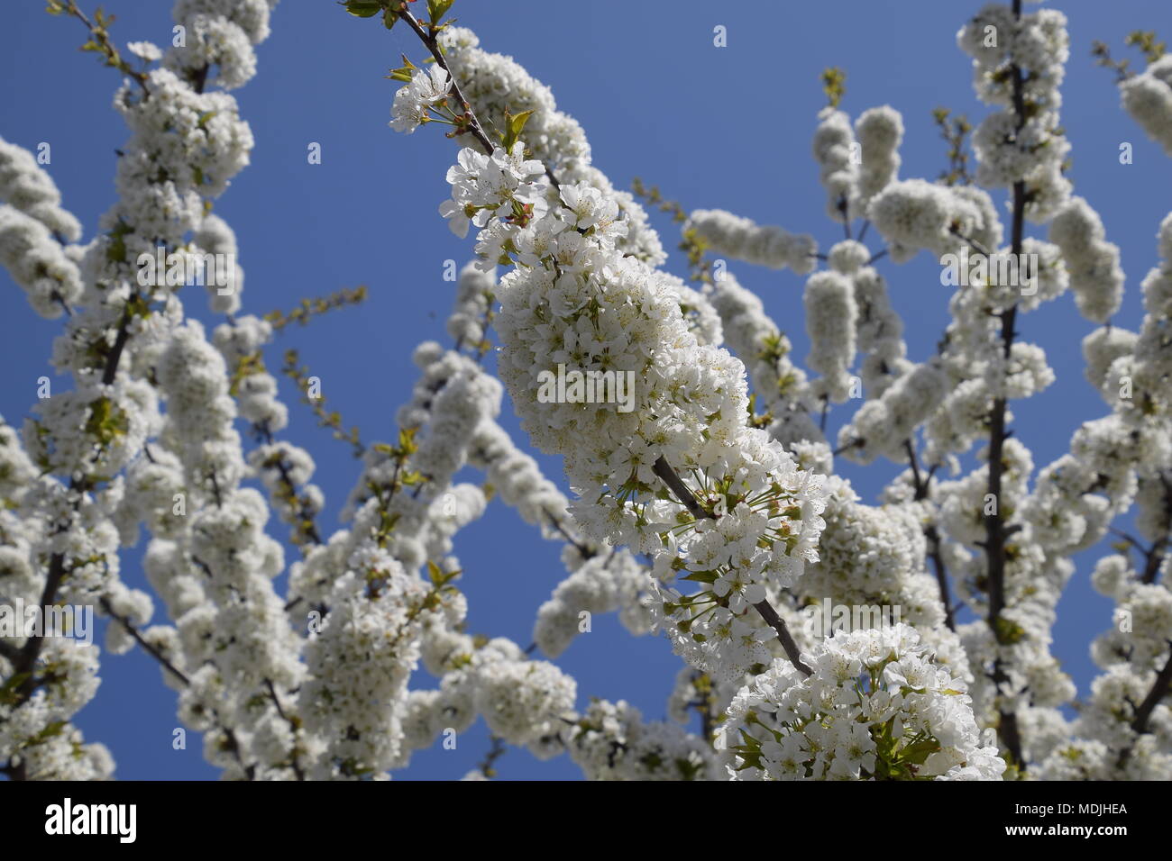 Prunus avium Flowering cherry. Cherry flowers on a tree branch Stock ...