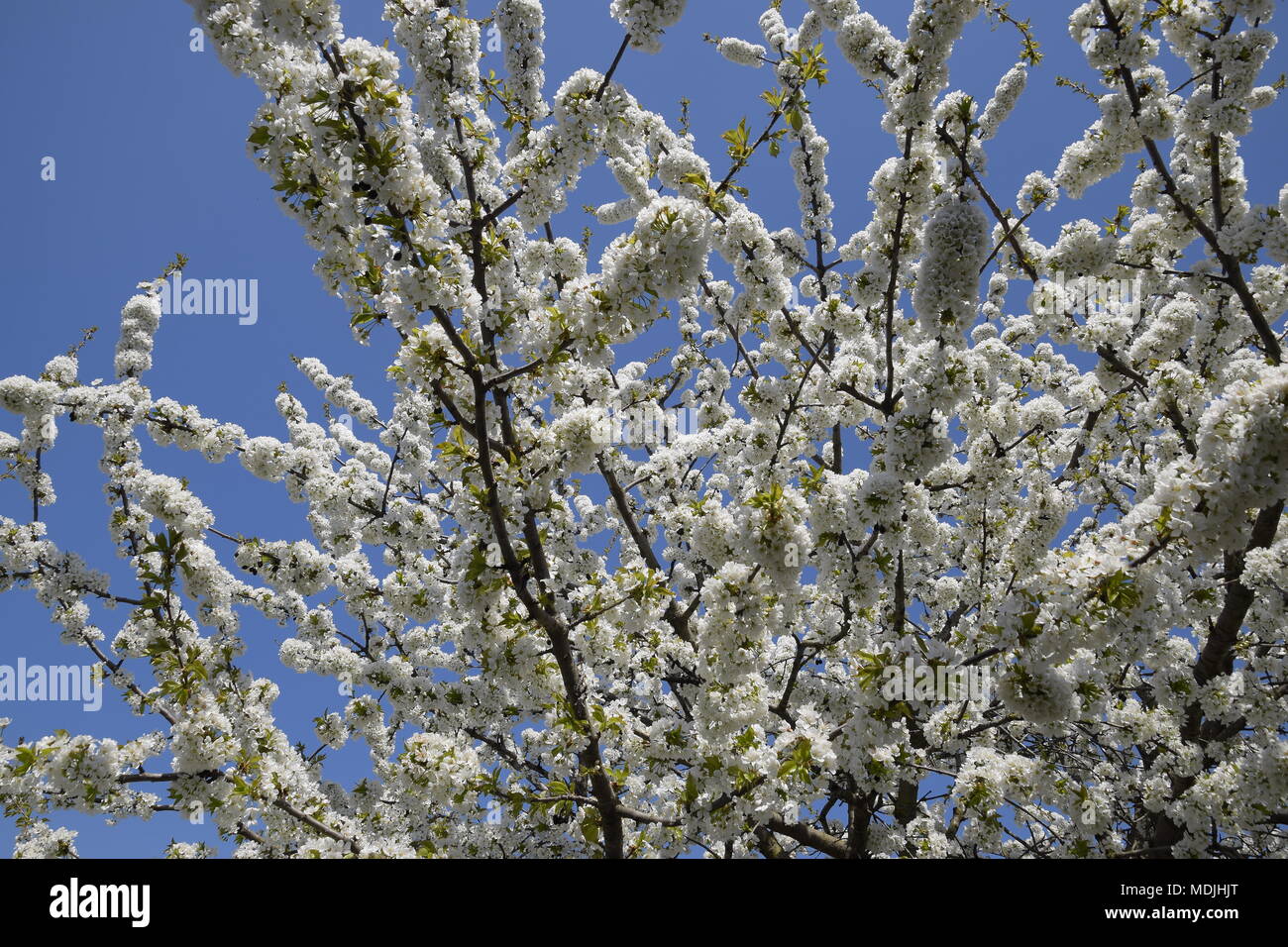 Prunus avium Flowering cherry. Cherry flowers on a tree branch Stock ...