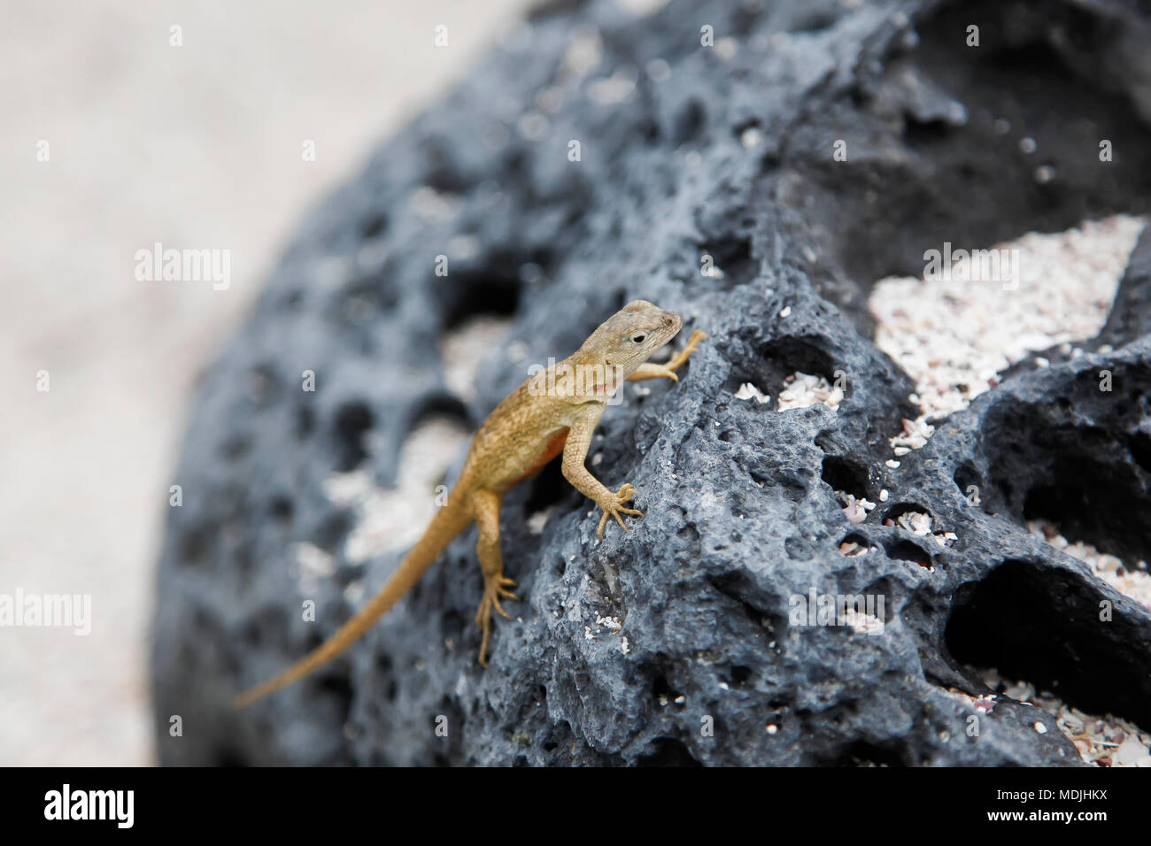 small lava lizard posing on a rock Stock Photo - Alamy