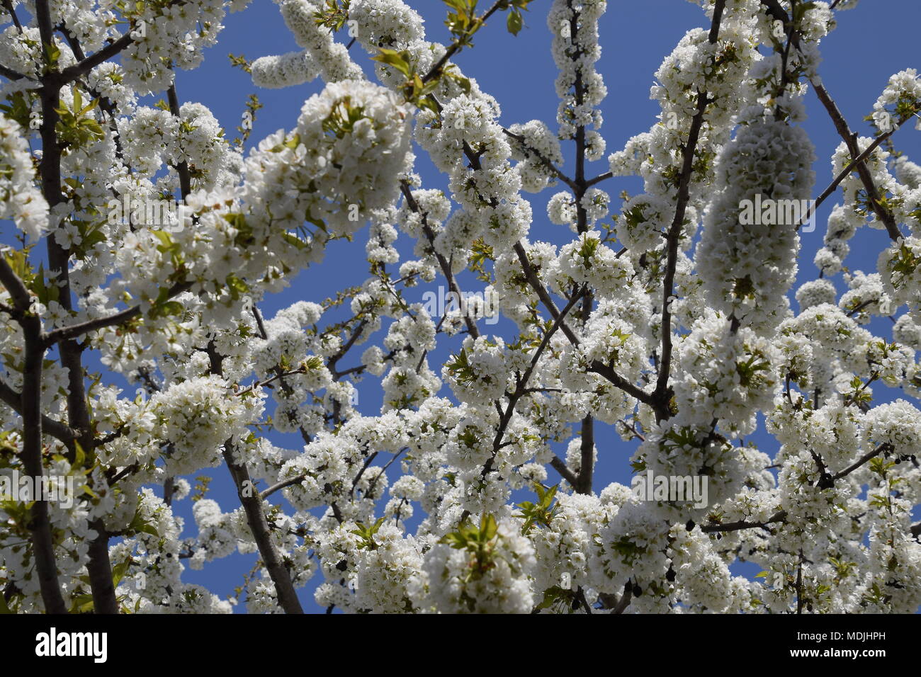 Prunus avium Flowering cherry. Cherry flowers on a tree branch Stock ...