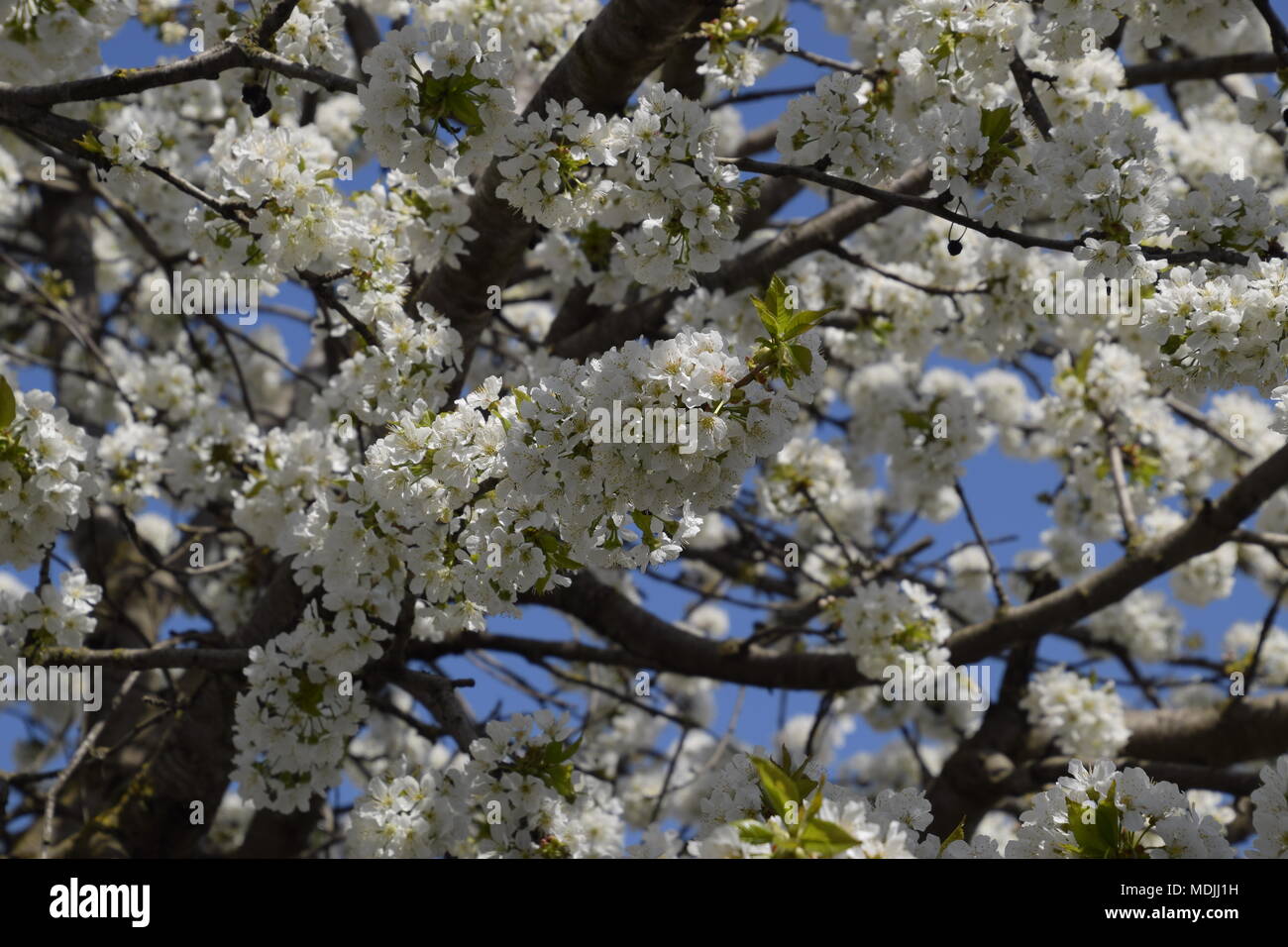 Prunus avium Flowering cherry. Cherry flowers on a tree branch Stock ...
