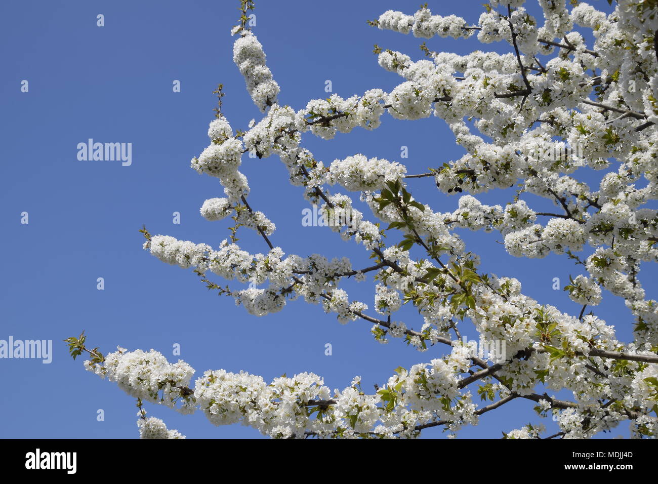 Prunus avium Flowering cherry. Cherry flowers on a tree branch Stock ...