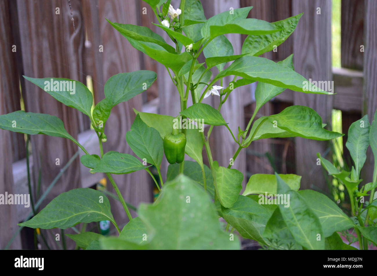 Bell pepper plant Stock Photo - Alamy
