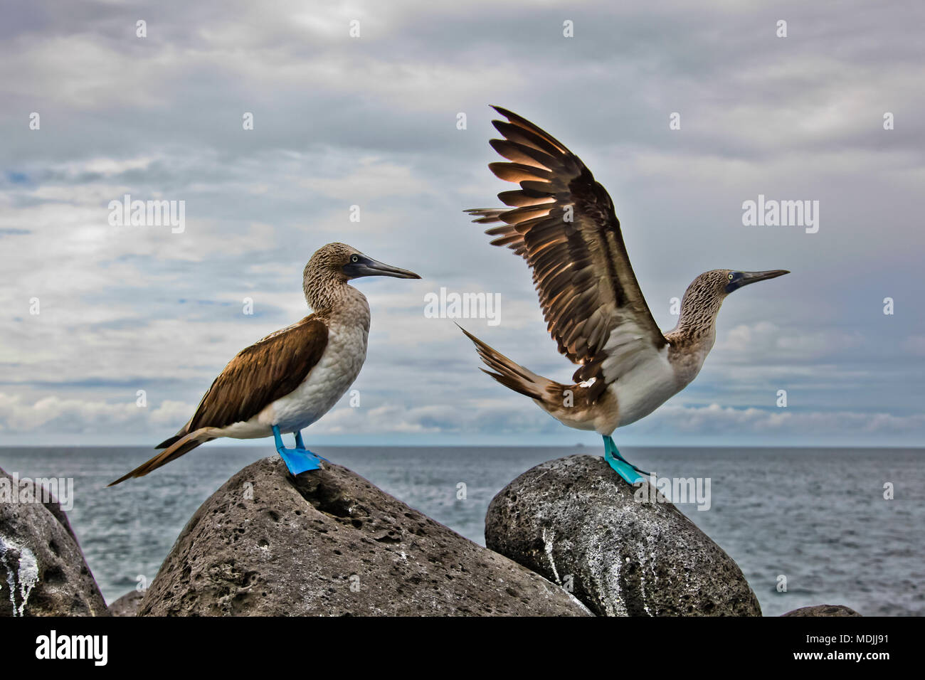 Bluefooted Booby Hi Res Stock Photography And Images Alamy