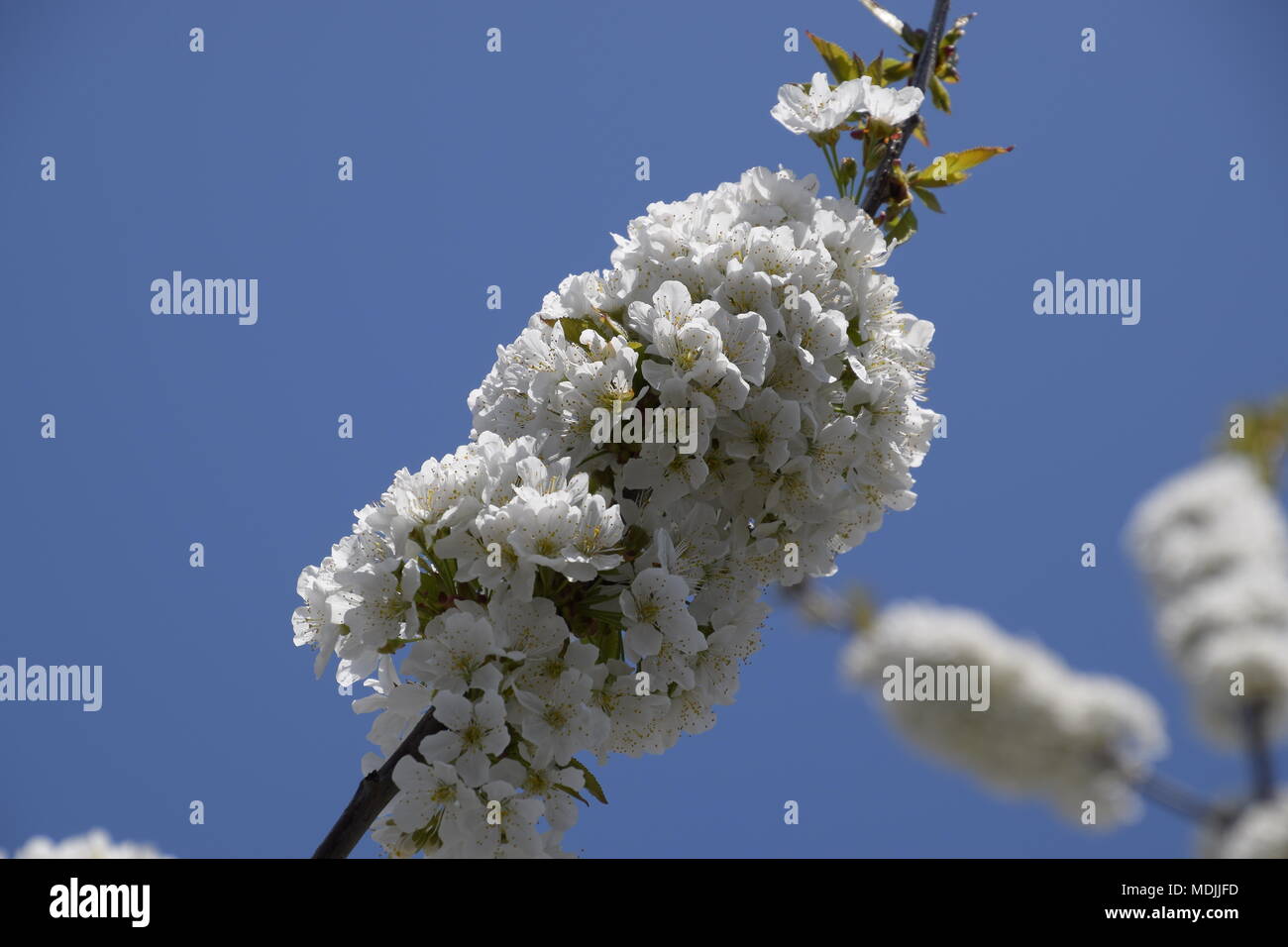 Prunus avium Flowering cherry. Cherry flowers on a tree branch Stock ...