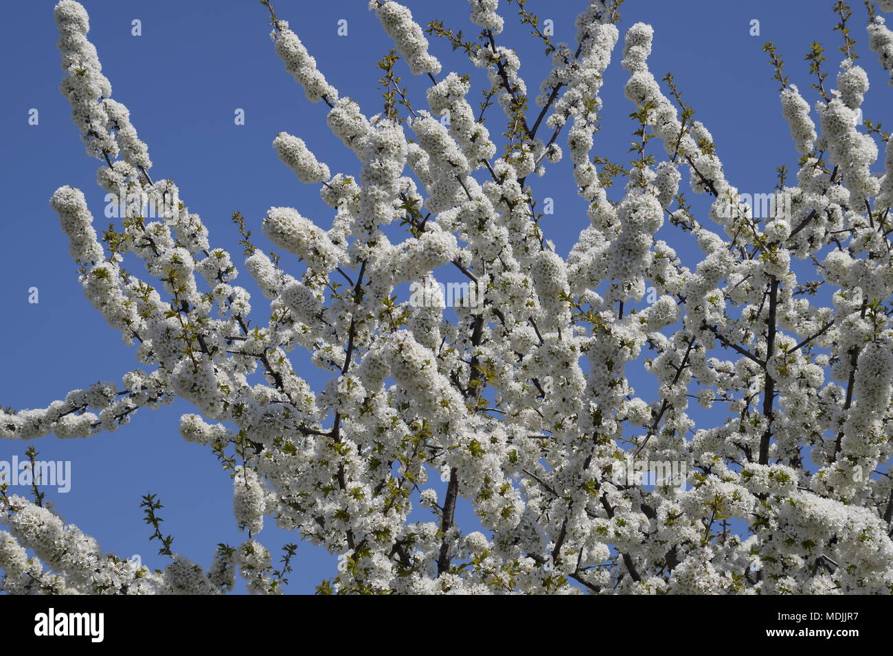 Prunus avium Flowering cherry. Cherry flowers on a tree branch Stock ...