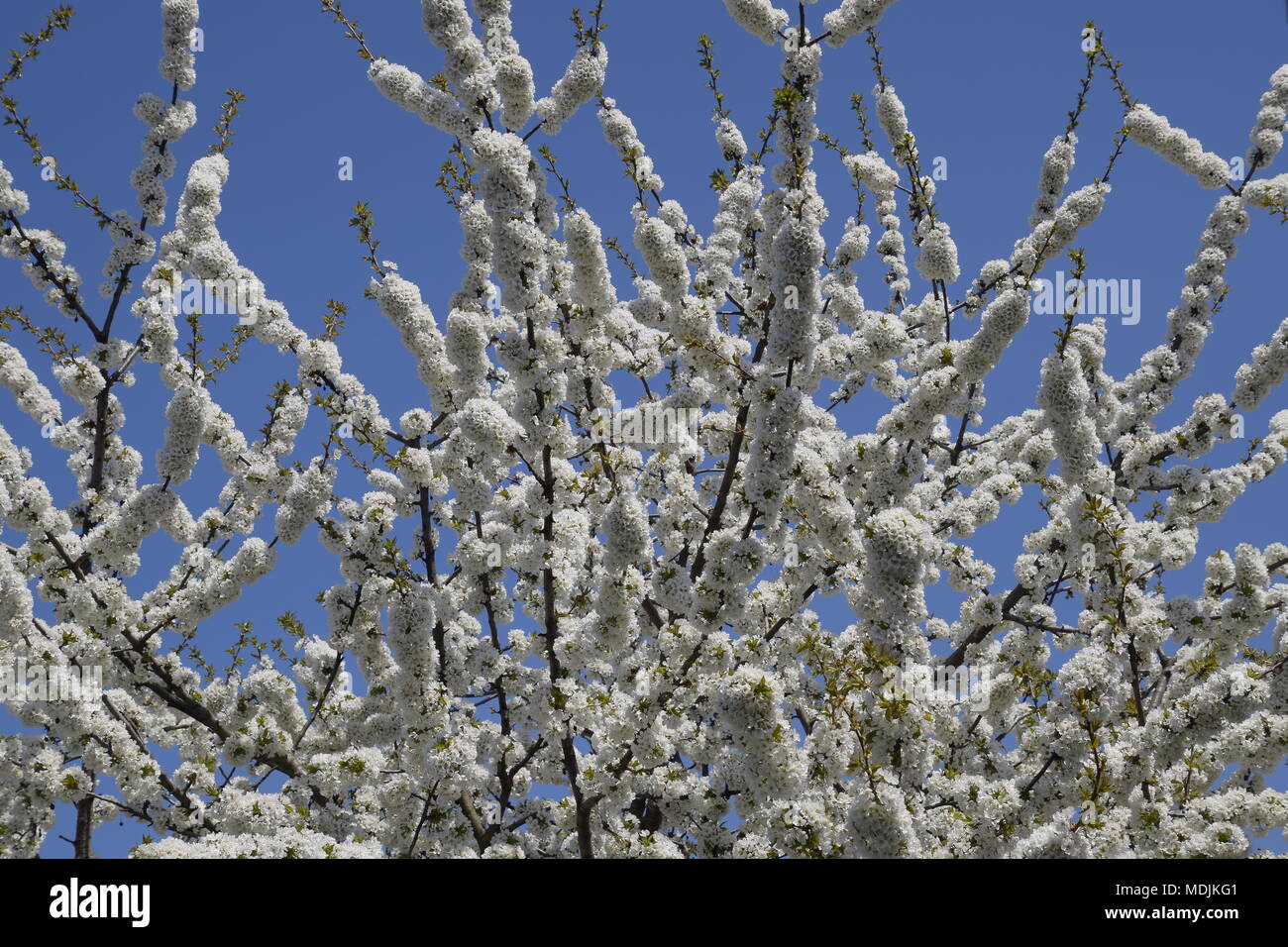Prunus avium Flowering cherry. Cherry flowers on a tree branch Stock ...