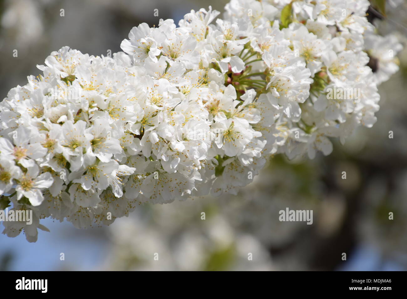 Prunus avium Flowering cherry. Cherry flowers on a tree branch Stock ...