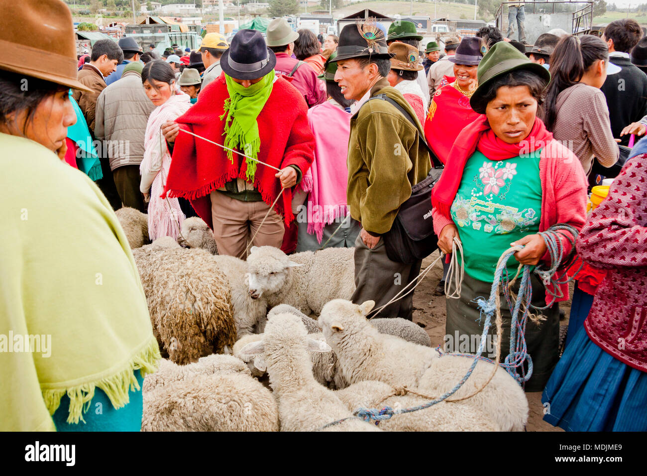 Animal market in Saquisilí, barter and cash are used Stock Photo - Alamy