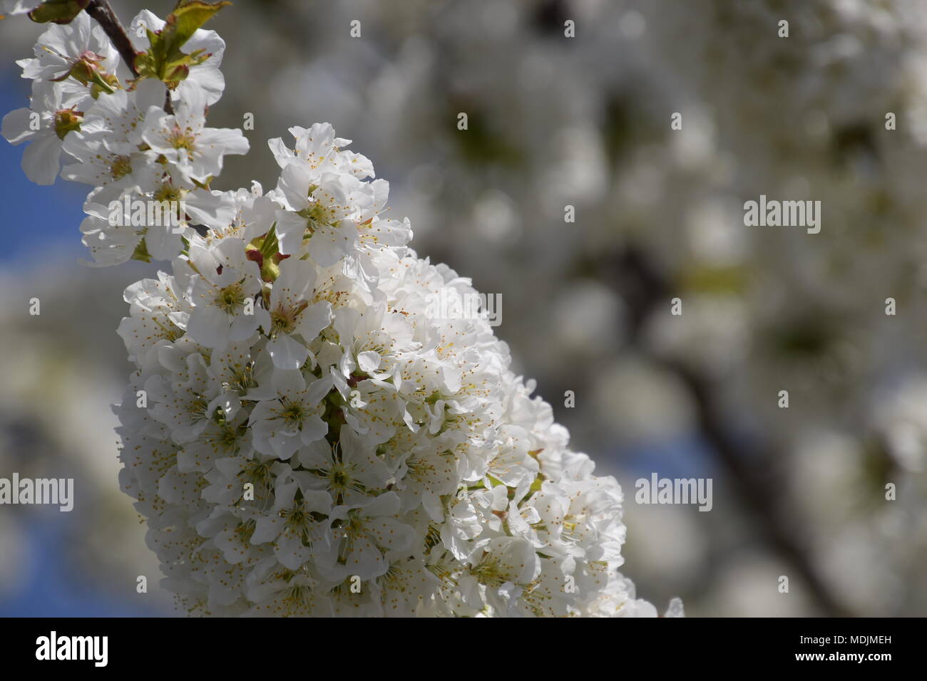 Prunus avium Flowering cherry. Cherry flowers on a tree branch Stock ...
