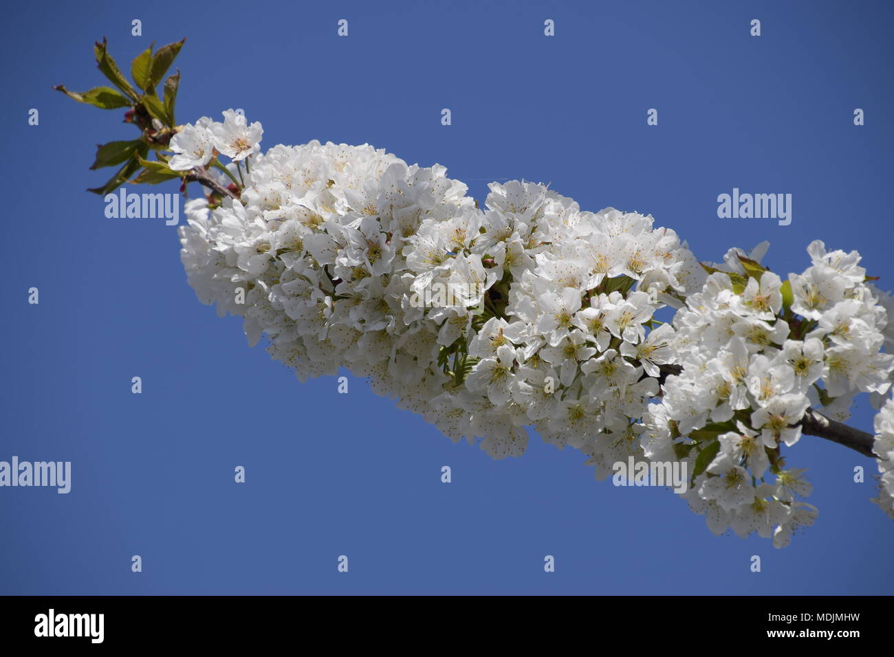 Prunus avium Flowering cherry. Cherry flowers on a tree branch Stock ...