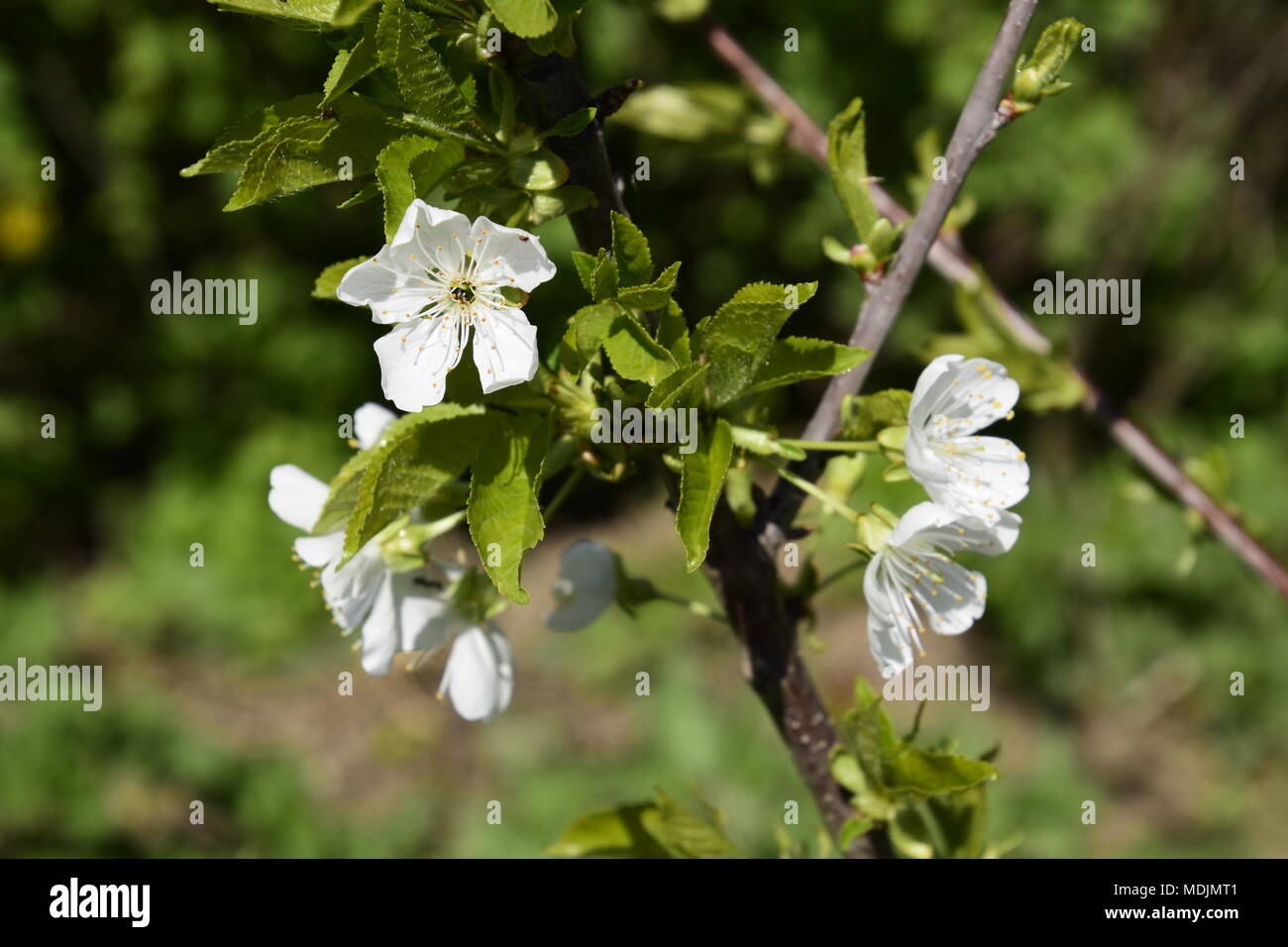 Prunus avium Flowering cherry. Cherry flowers on a tree branch Stock ...