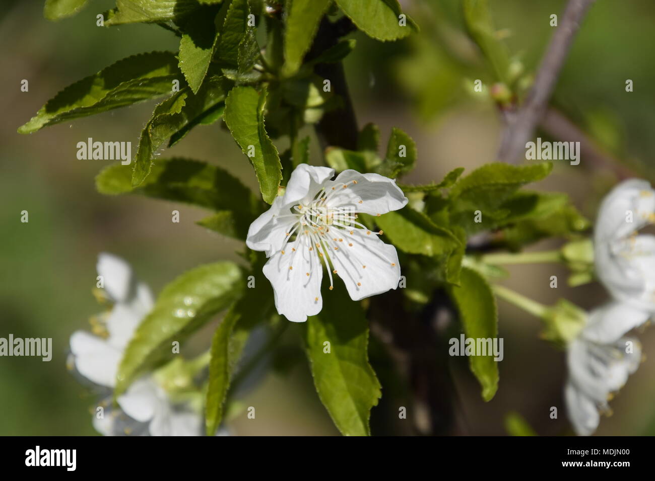 Prunus avium Flowering cherry. Cherry flowers on a tree branch Stock ...