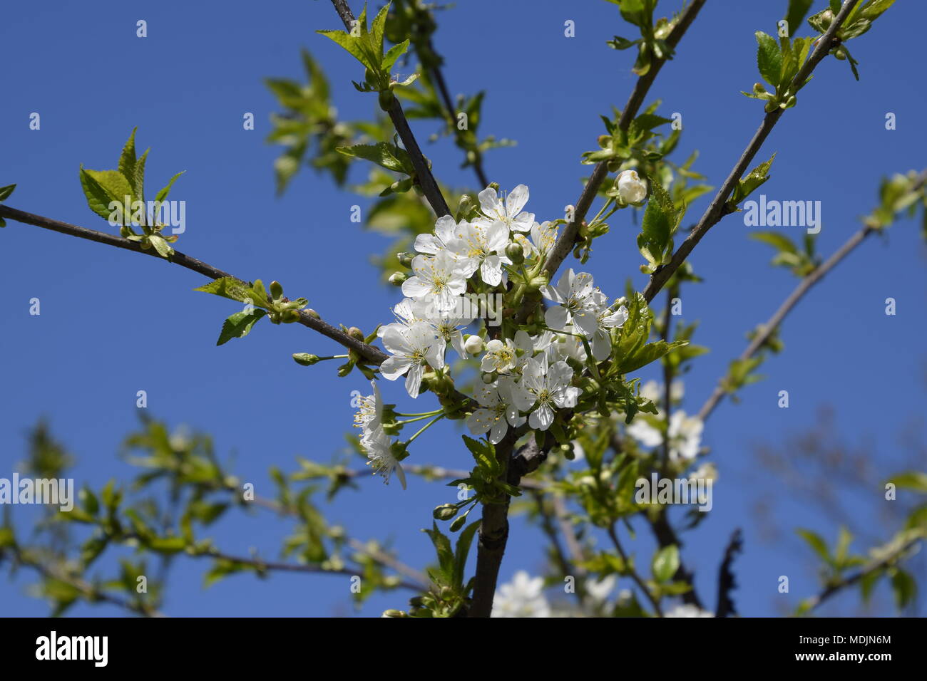 Prunus avium Flowering cherry. Cherry flowers on a tree branch Stock ...