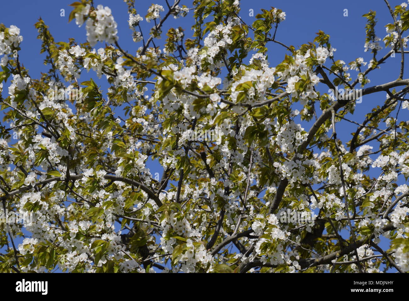 Prunus avium Flowering cherry. Cherry flowers on a tree branch Stock ...