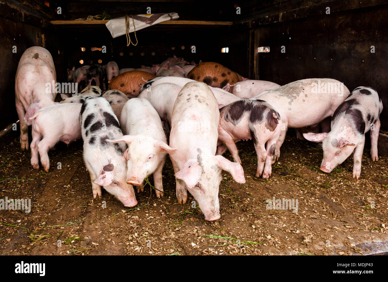 Animal market in Saquisilí, barter and cash are used Stock Photo - Alamy