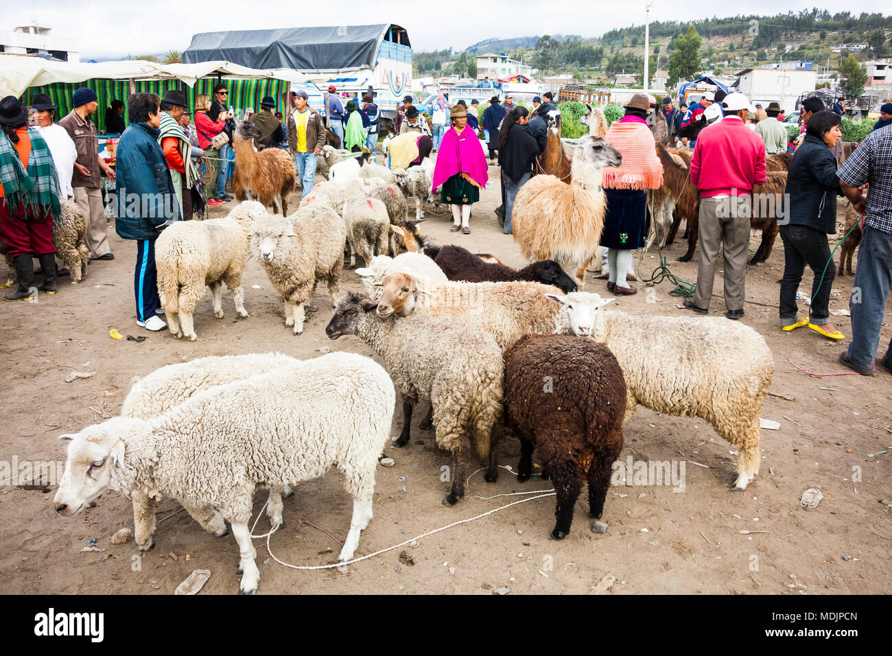 Animal market in Saquisilí, barter and cash are used Stock Photo - Alamy