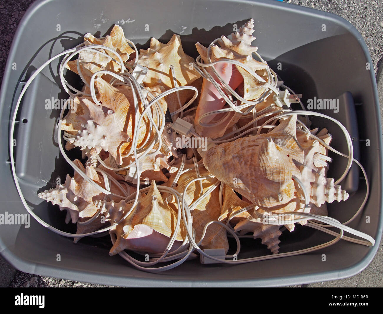 Conch shells souvenirs hi-res stock photography and images - Alamy