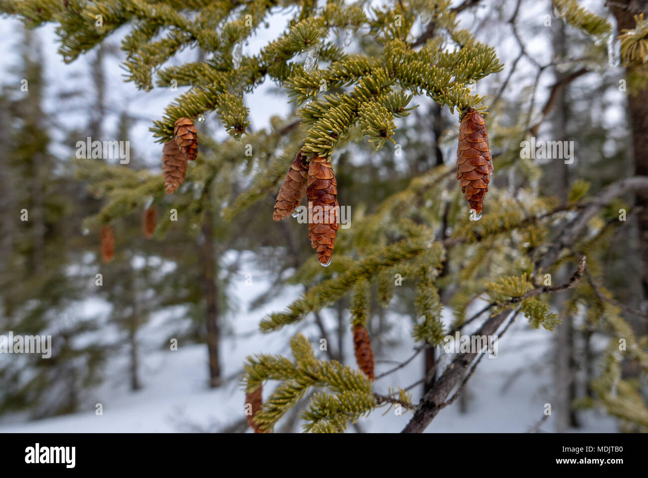 Water droplets from melting snow and ice running off spruce tree cones ...