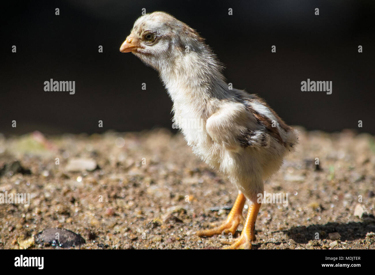 Chick searching for his mother Stock Photo - Alamy